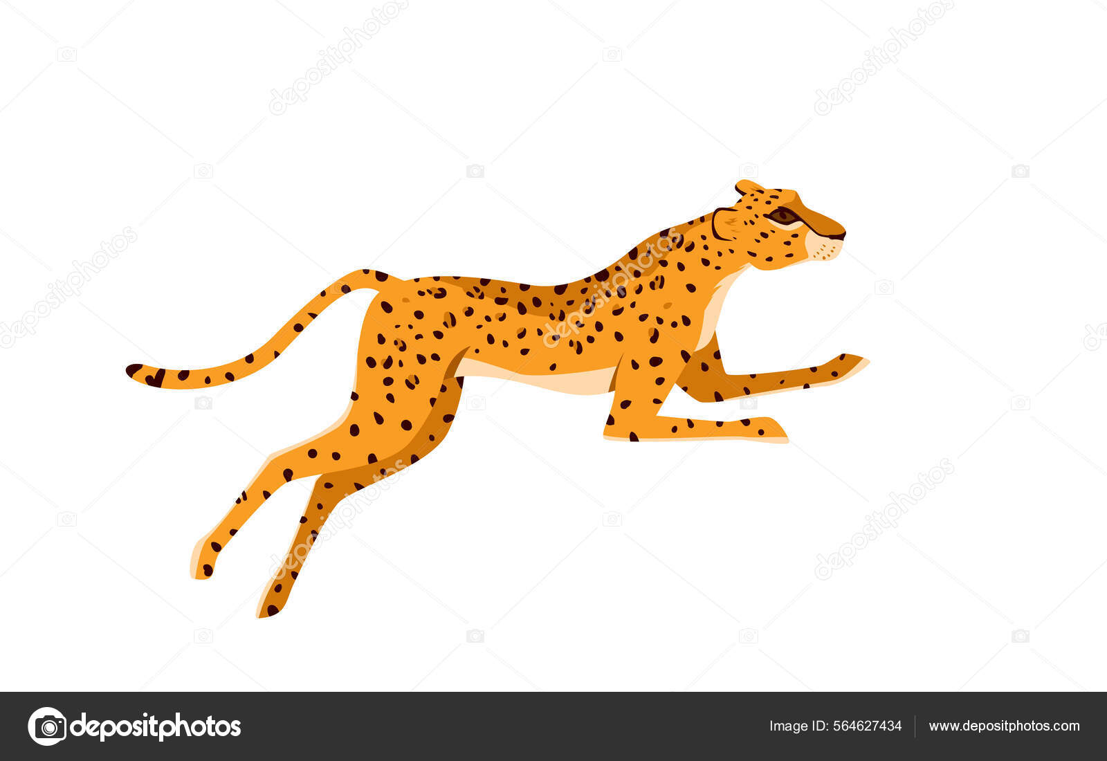 Leopard running on African savannah, wild fast animal hunting for prey ...