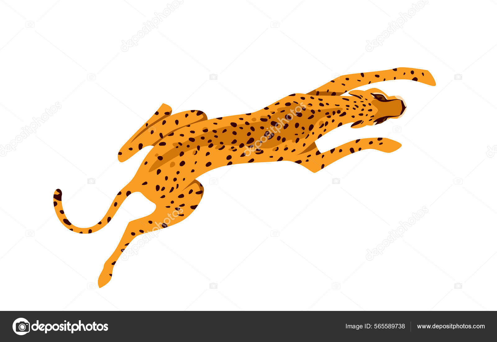 Top view of wild leopard animal Stock Vector Image by ©Nataliia2910 ...