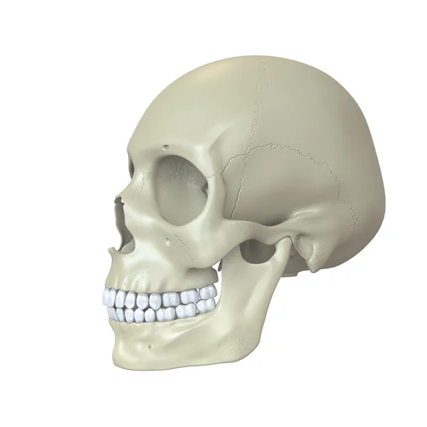 Skull human Stock Photos, Royalty Free Skull human Images | Depositphotos