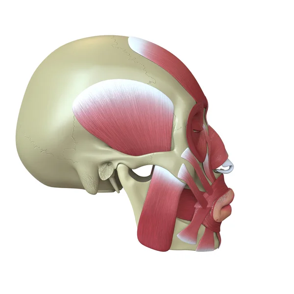 Rendered human skull with facial muscles — Stock Photo © designlab ...