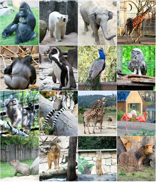 Collage of animals Images - Search Images on Everypixel