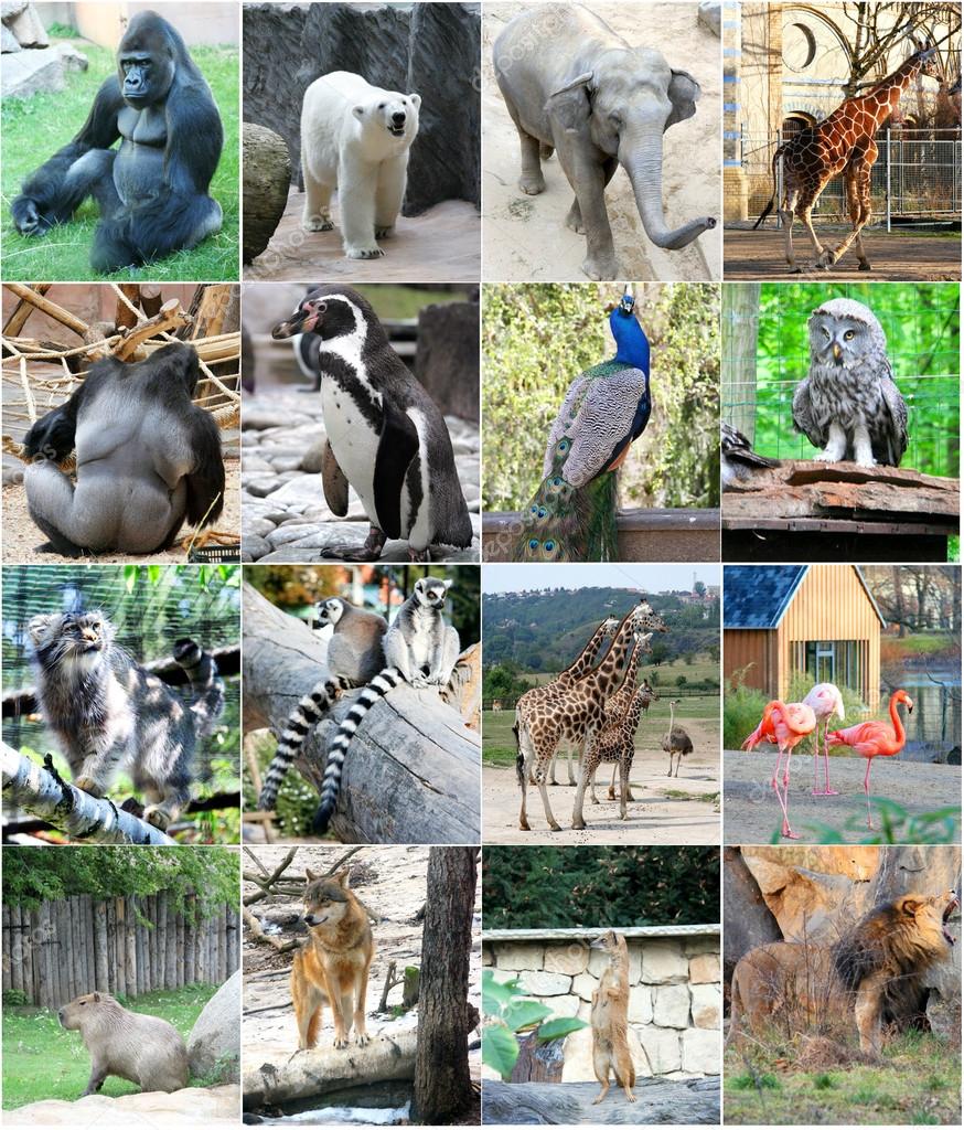 Collage of different animals Stock Photo by ©LeniKovaleva 18181615