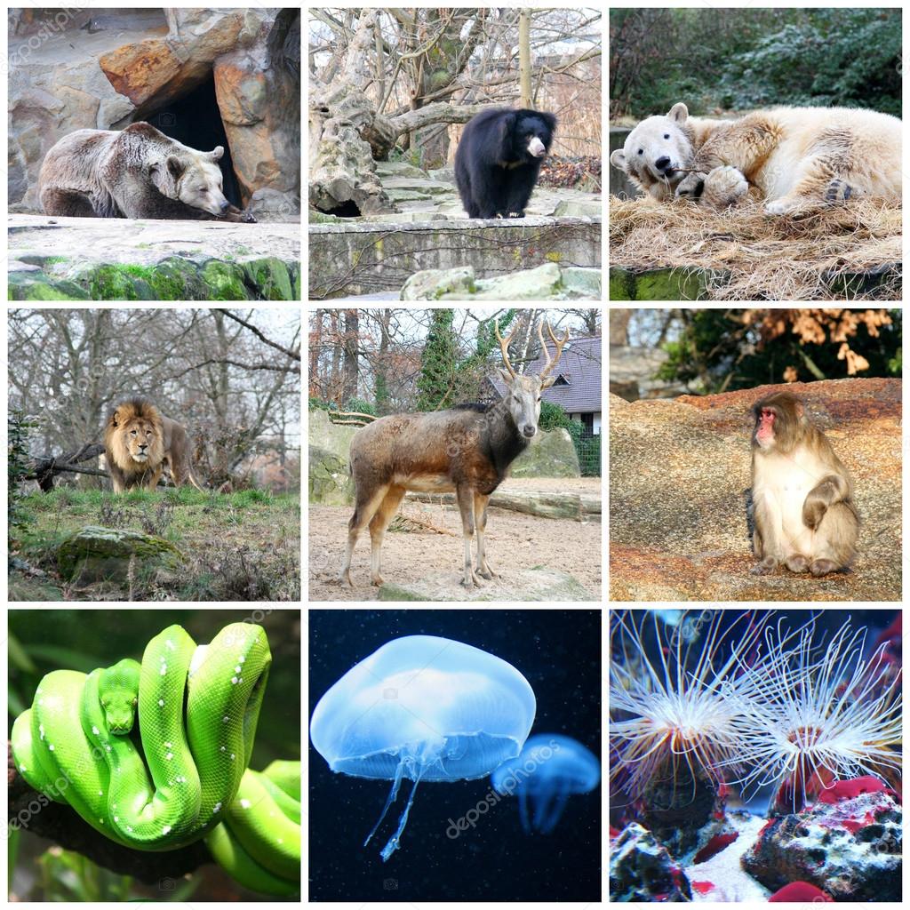 Collage de diferentes animales en zoológico de Berlín, Alemania — Foto ...