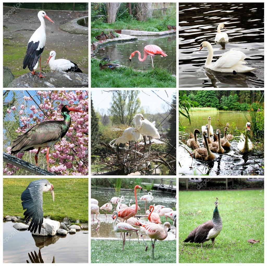 Collage de diferentes aves 2024