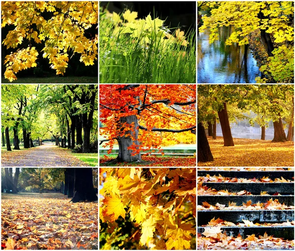 Autumn nature collage — Stock Photo © Anna_Om #6966473