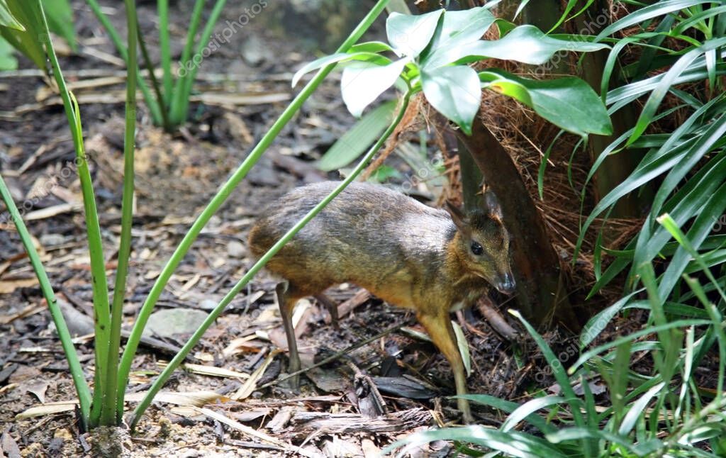 Java ratón ciervo (Tragulus javanicus) el artiodáctilo más pequeño del ...