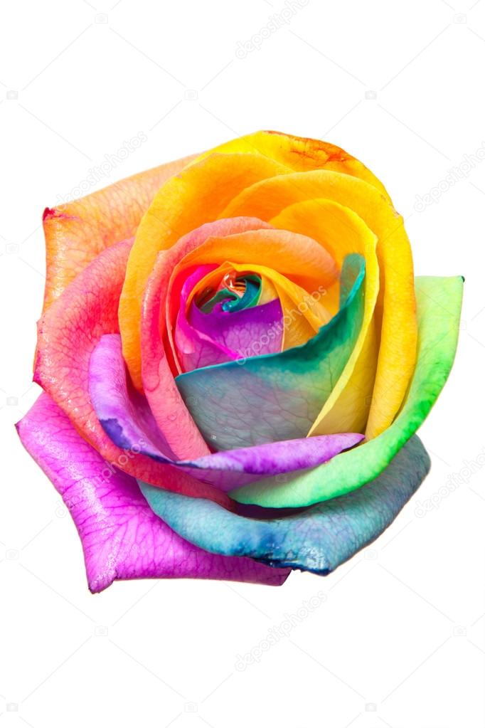 Bud rainbow roses on white background Stock Photo by ©voljurij 42280479