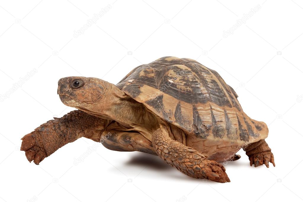 Turtle walking Stock Photo by ©sewer12 31122789