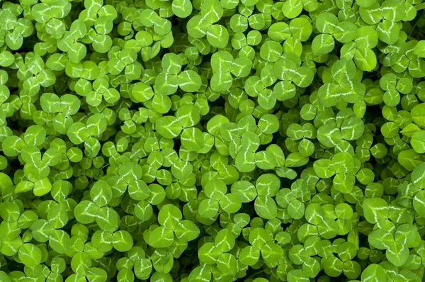 Clover patch Stock Photos, Royalty Free Clover patch Images | Depositphotos