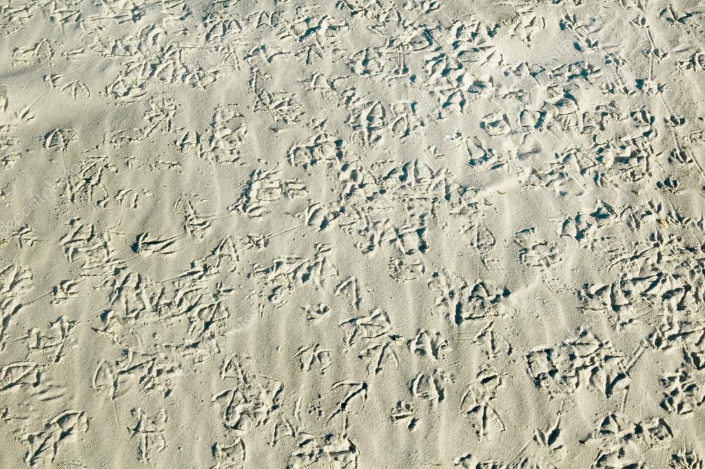 Bird footprints — Stock Photo © lightscribe #16305351