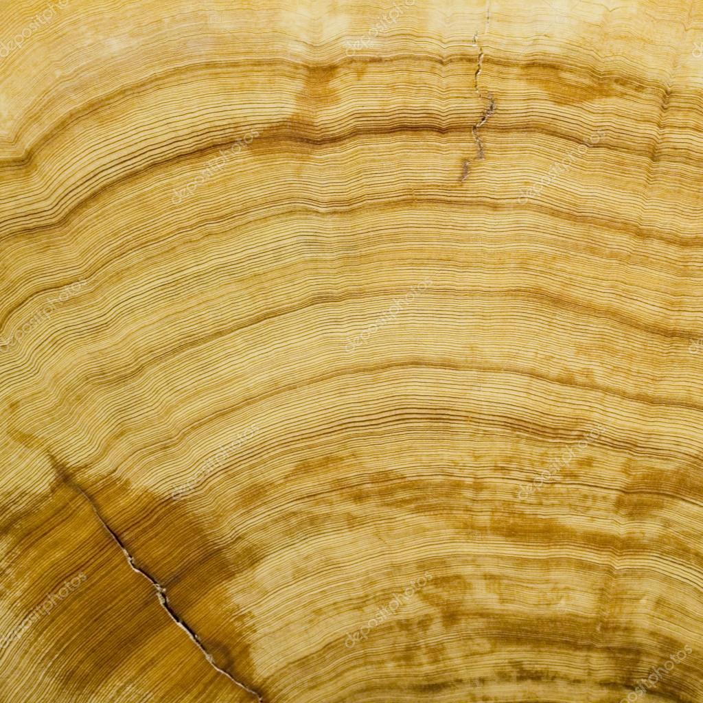 Cypress Wood Texture
