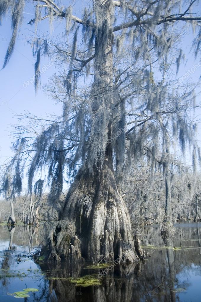 Old Cypress Tree — Stock Photo © lightscribe #16306055