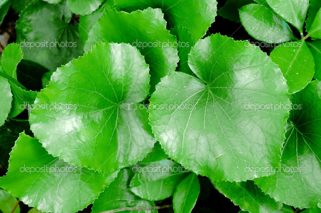 Galax leaves Stock Photo by ©lightscribe 16306467