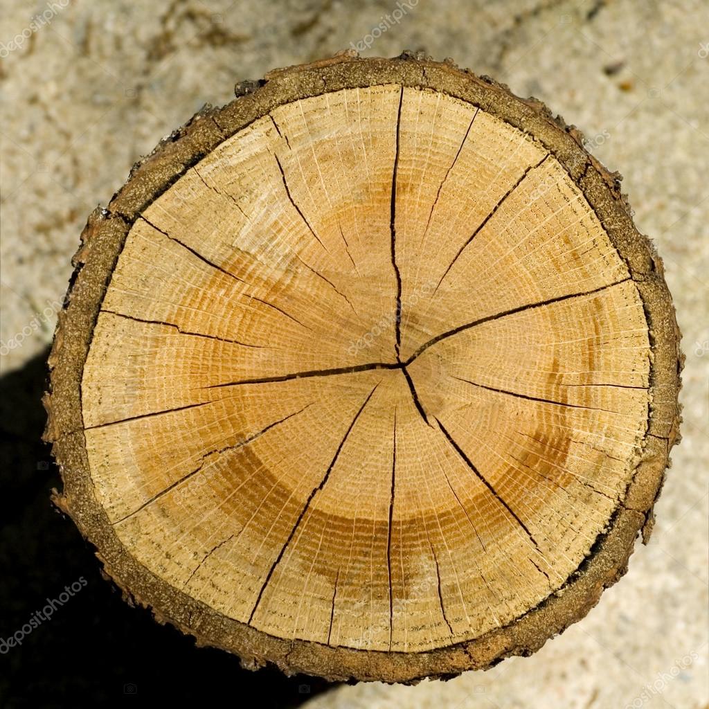 Cut Log — Stock Photo © lightscribe #16307433 Cut Log — Stock Photo © lightscribe #16307433
