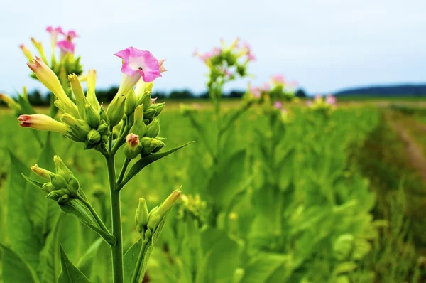 Tobacco plant Stock Photos, Royalty Free Tobacco plant Images ...