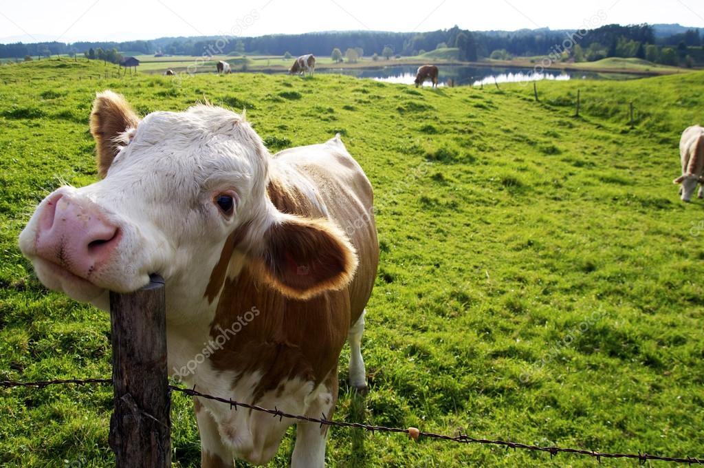Fotos de Vaca feliz - Imagen de © koi88 #13697595