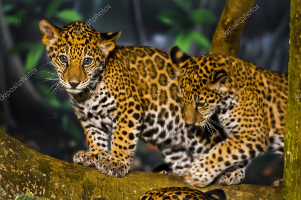 Jaguars Animals Cubs