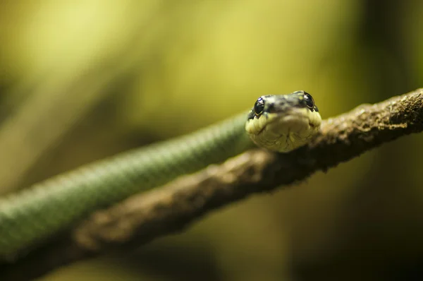 Serpiente voladora fotos de stock, imágenes de Serpiente voladora sin ...