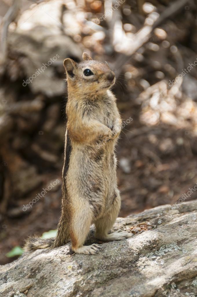 Standing Chipmunk — Stock Photo © kwiktor #50597811