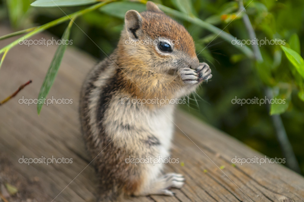 Baby Eastern Chipmunk
