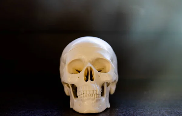 Scary Human Skull Horror Halloween Stock Photo by ©melis82 615566076