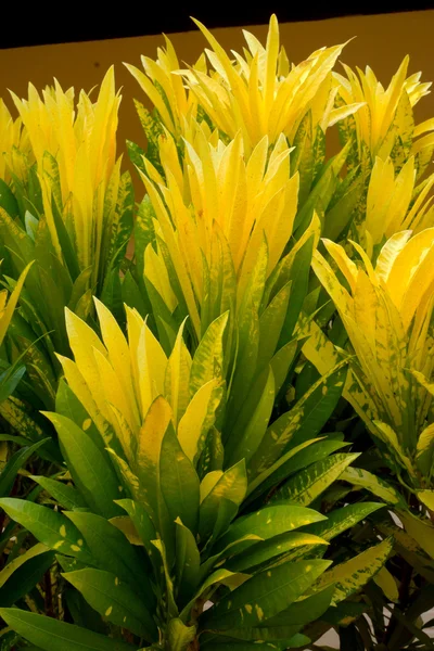 Yellow Croton in the Garden. (Codiaeum variegatum (L.) Blume) — Stock ...