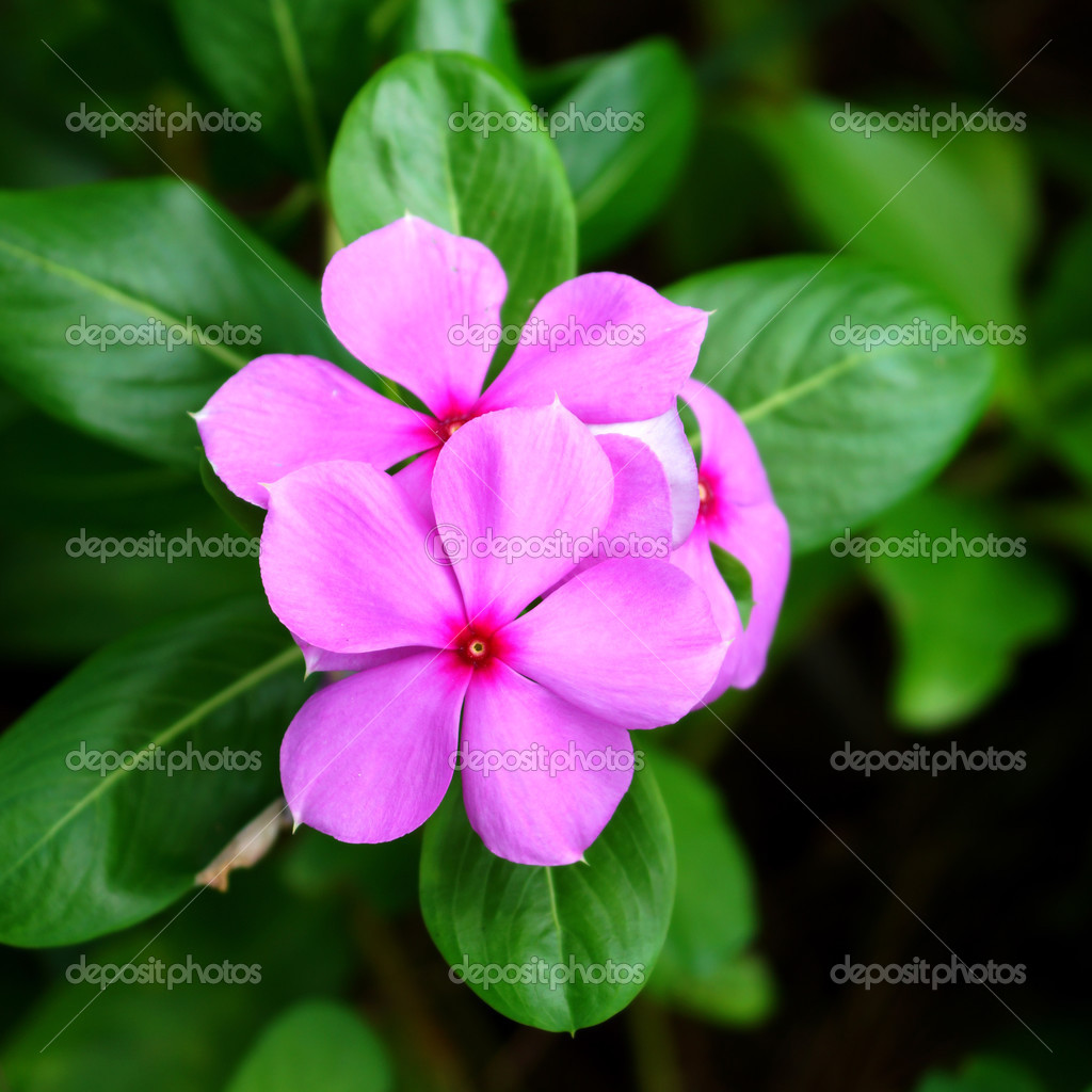 Pink Periwinkle Flower