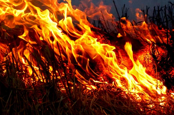 Fire grass Stock Photos, Royalty Free Fire grass Images | Depositphotos