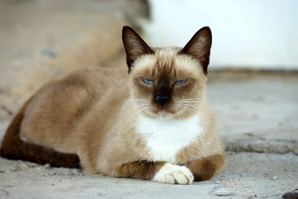 Baby cat are sleeping. — Stock Photo © Noppharat_th #149411240