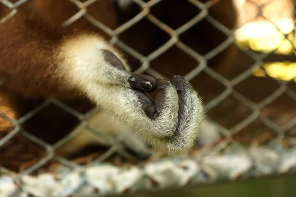 Monkey hand Stock Photos, Royalty Free Monkey hand Images | Depositphotos