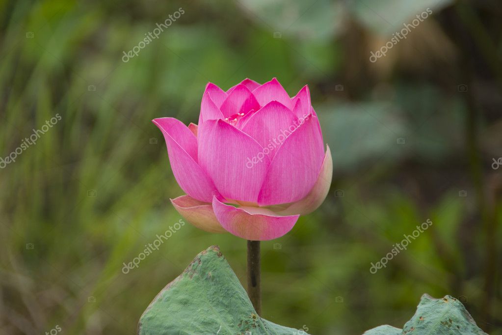 What Is The Religious Significance Of Lotus Flower | Best Flower Site