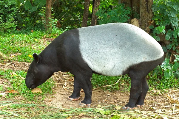Malayan tapir (tapirus indicus) Stock Photo by ©ngarare 7598083