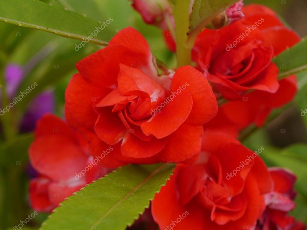 Red Garden Balsam, Impatiens Balsamina Linn flower in garden Stock ...