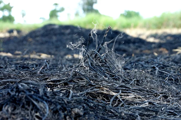 Plantas queimadas Stock Photos, Royalty Free Plantas queimadas Images ...