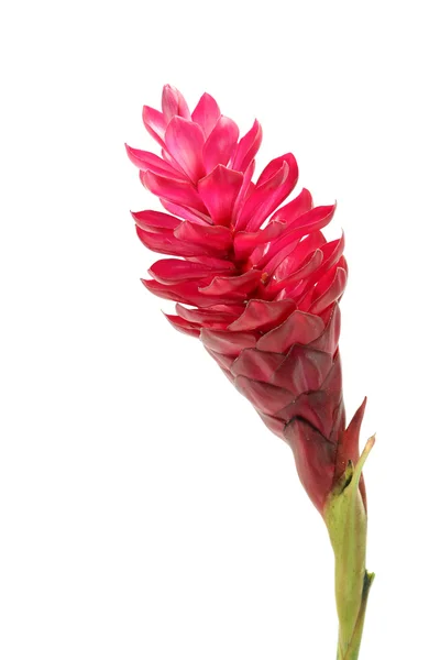 Red ginger Stock Photos, Royalty Free Red ginger Images | Depositphotos