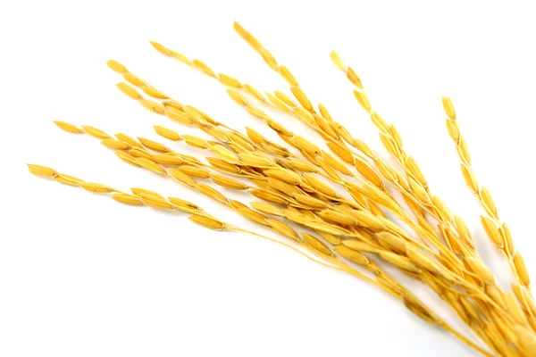 Paddy on white background Stock Photo by ©Noppharat_th 37703023