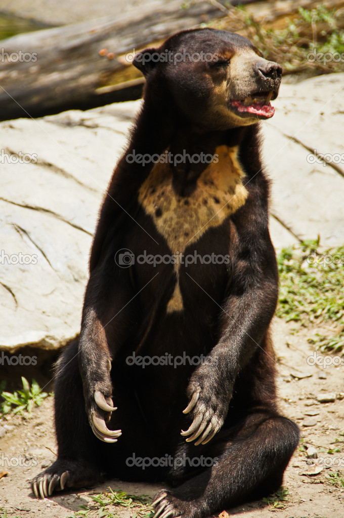 Oso sol de Malasia: fotografía de stock © Noppharat_th #39485075 ...