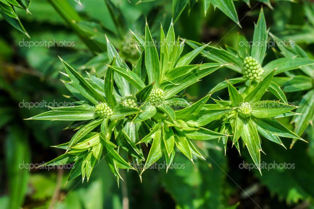 Culantro flower — Stock Photo © Noppharat_th #46370333