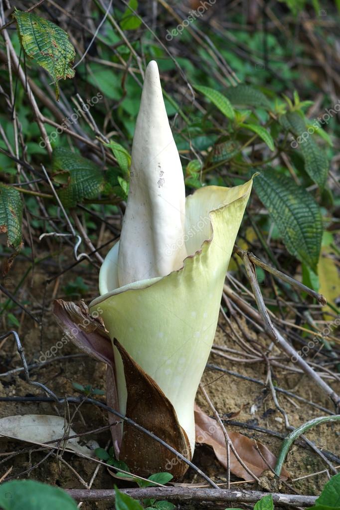 White elephant yam flower Stock Photo by ©Noppharat_th 47653081