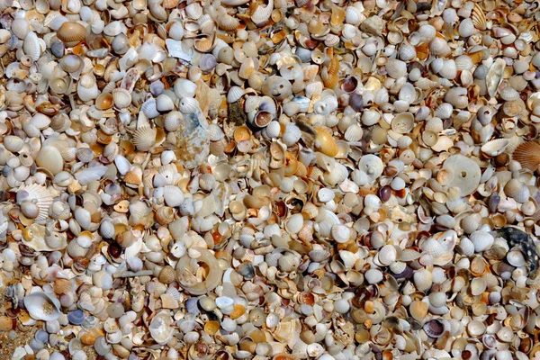 Seashells on a sand beach — Stock Photo © island #3980347