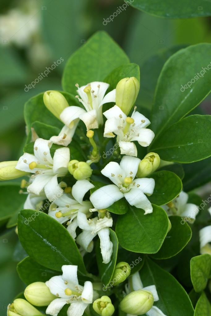 White flower Murraya paniculata or Orang Jessamin on green backg Stock ...