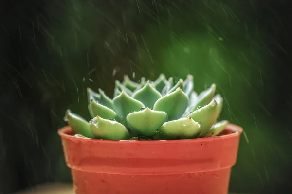 Rain plant gif Stock Photos, Royalty Free Rain plant gif Images ...