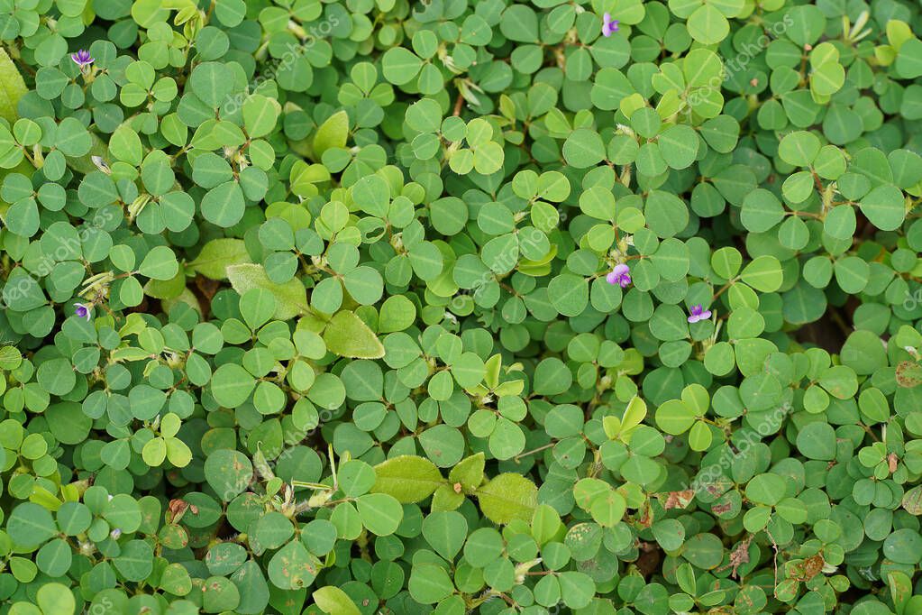 Cerrar la cubierta negra o tres flores mendigo planta backgroud ...