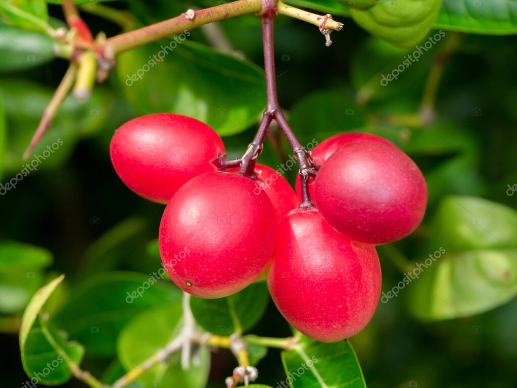 Close up Carunda, Christ's Thorn, Karanda fruit with blur background ...