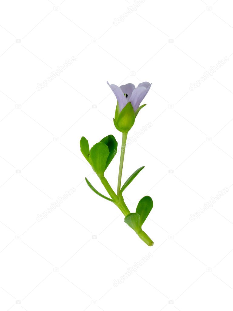 Primer plano Brammi hoja y flor sobre fondo blanco, Es una hierba que ...