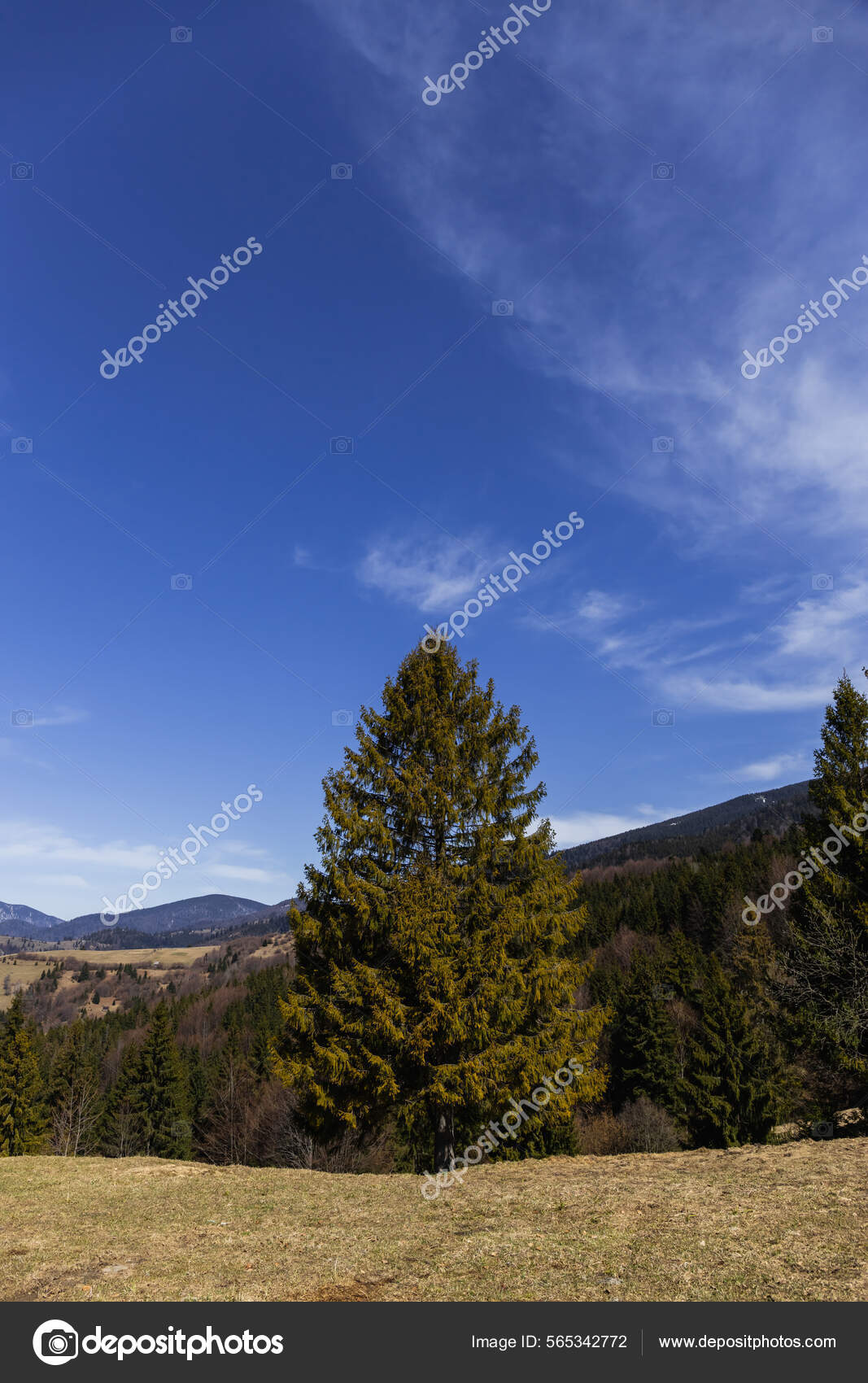 Evergreen Trees Mountains Blue Sky Background Stock Photo by ...