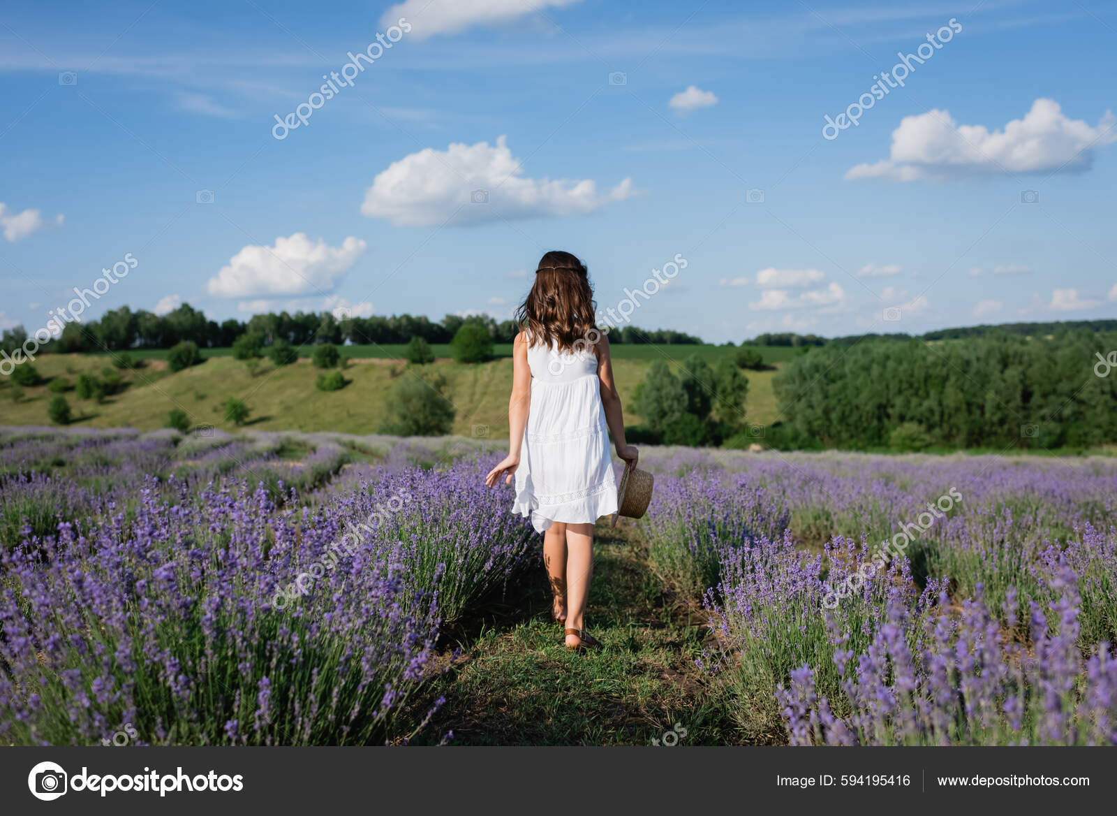 Back View Brunette Girl White Dress Walking Field Flowering Lavender ...