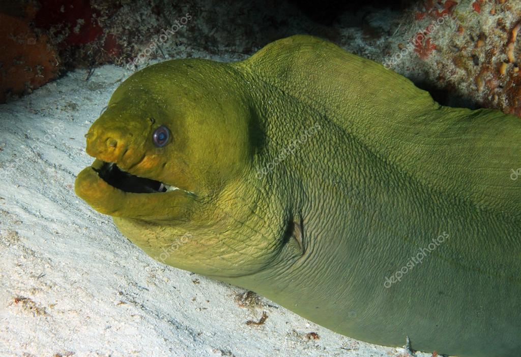 Green Moray — Stock Photo © Andaman #21666469