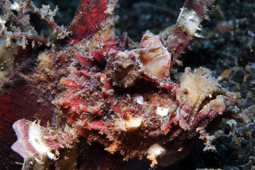 Demon Stinger — Stock Photo © Andaman #21666471