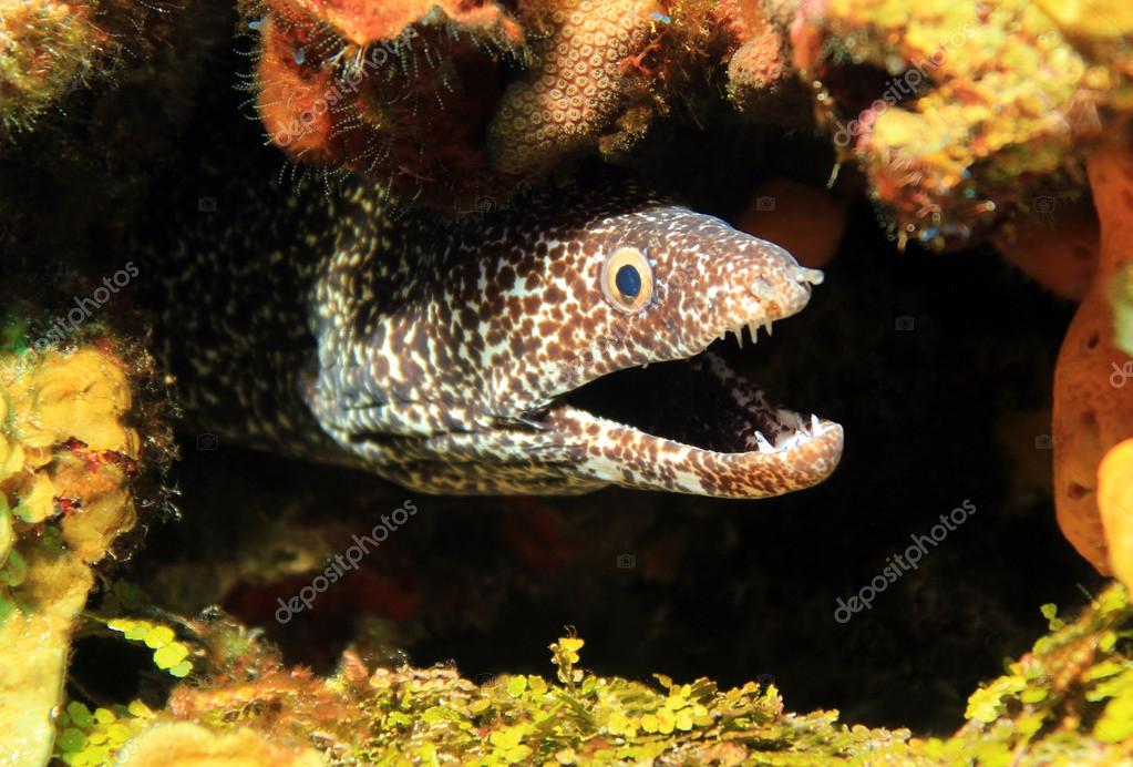 Spotted Moray — Stock Photo © Andaman #25578967